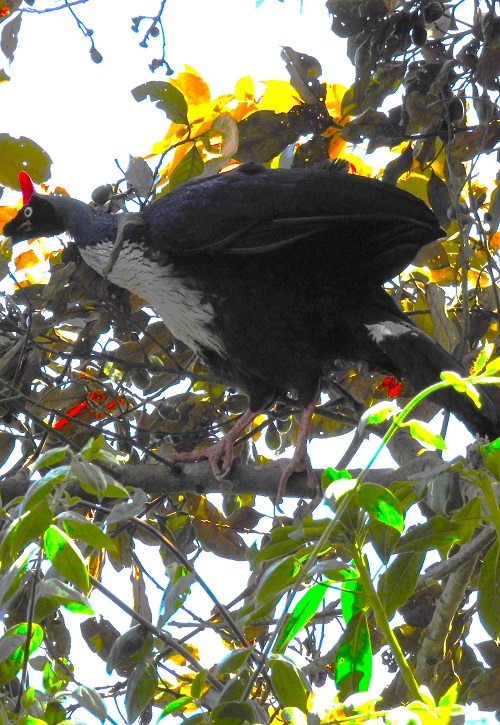 avistamiento de aves lago atitlan