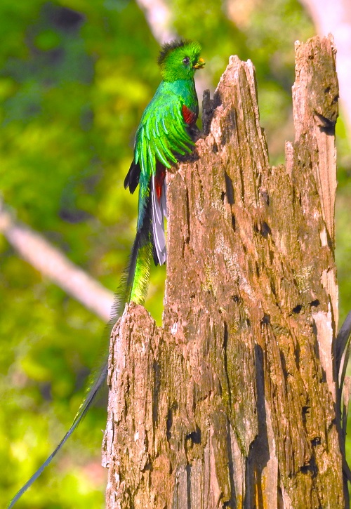 birdwatching quetzal lake atitlan expedition